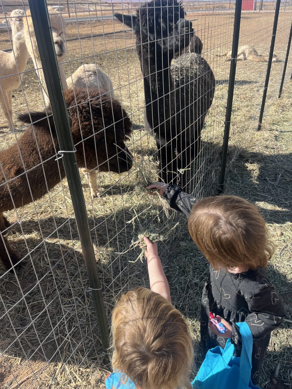 Discover the Magic of The Farm: Fun, Animals, and Family Adventures ...