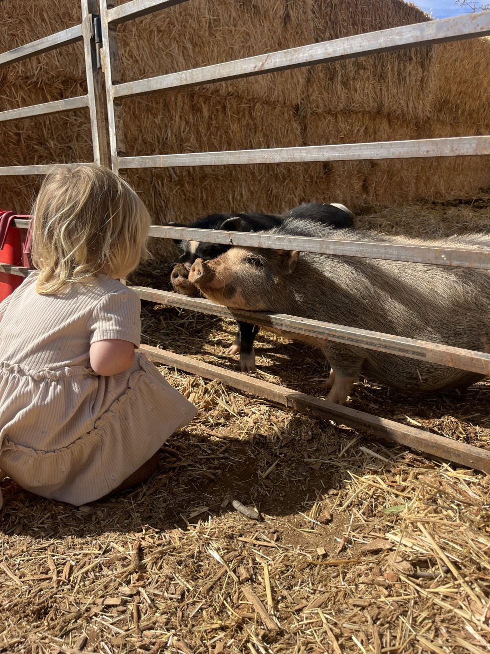 How to Care for Your New Farm Baby | The Farm Zion
